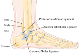 Inversion Ankle Sprains | Cannington Physiotherapy and Pilates Studio